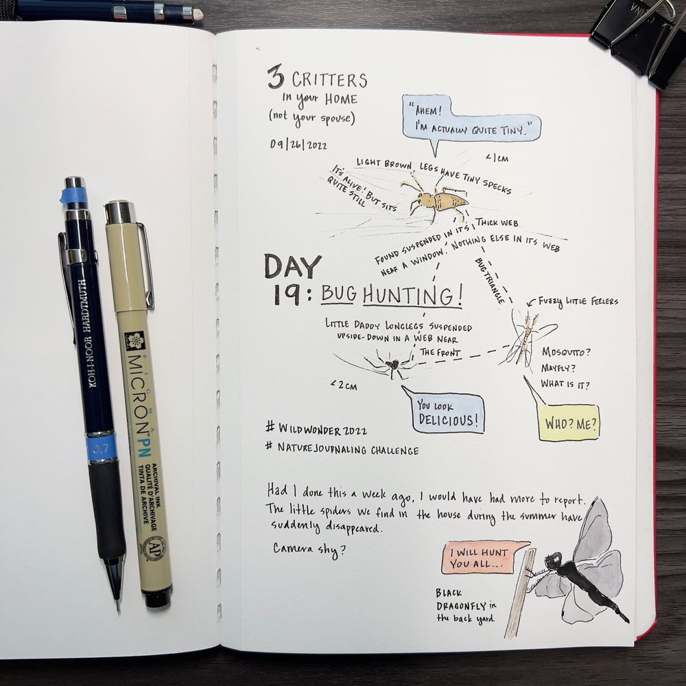 Lessons learned from a 30-day nature journaling challenge